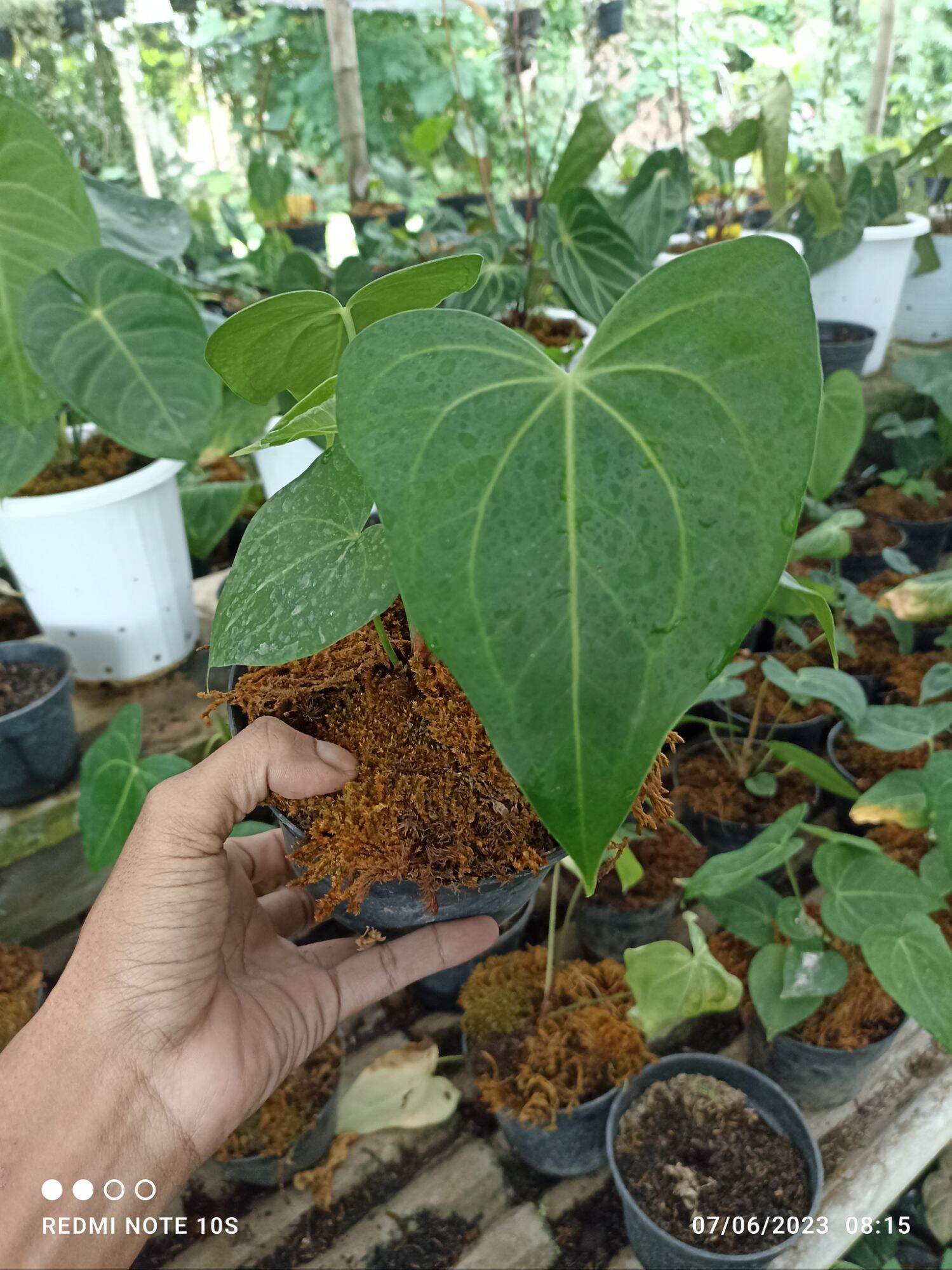 anthurium varian delta force | Lazada Indonesia