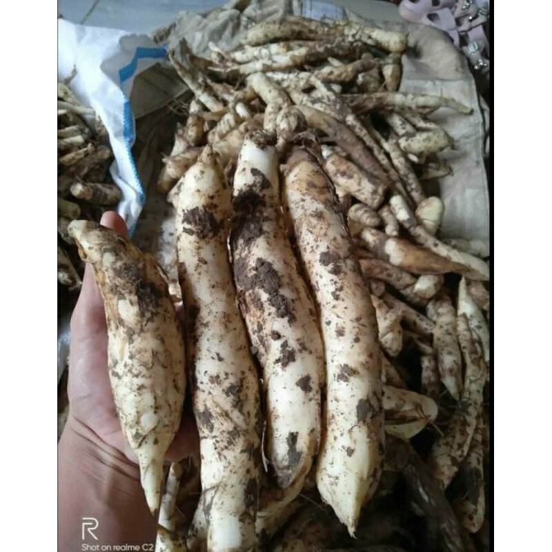 Umbi Garut Segar Herbal Lambung 1kg | Lazada Indonesia