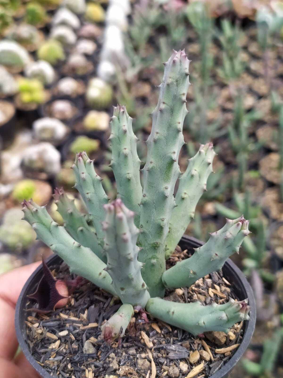 sukulen huwernia pendurata cluster | kaktus dan sukulen | Lazada Indonesia