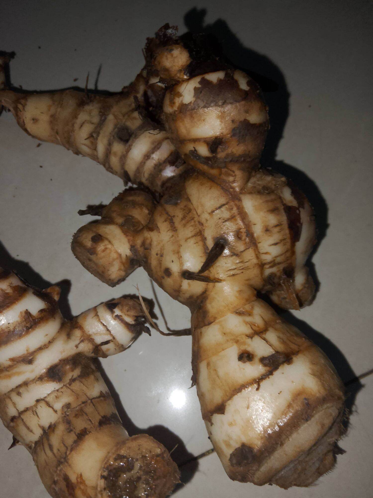 Umbi ganyol atau umbi ganyong segar 1kg | Lazada Indonesia