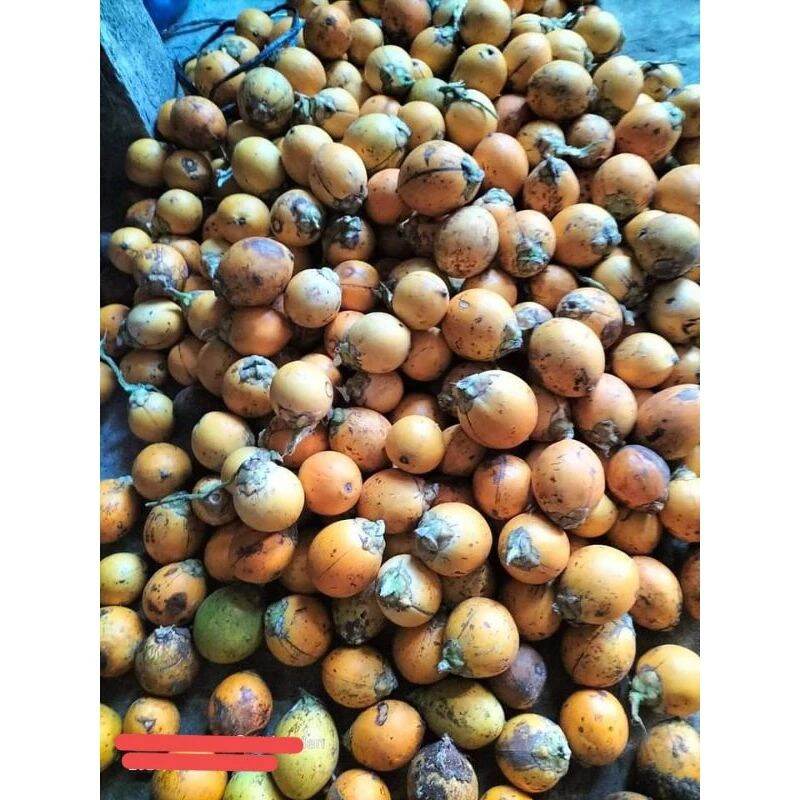 Buah pinang tua kuning Jambe wangi | Lazada Indonesia