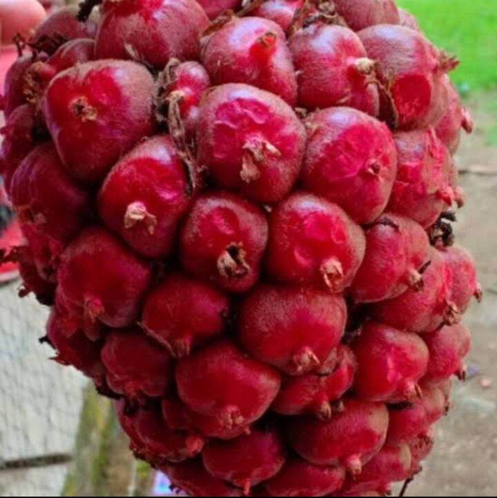 buah honje segar /500gram | Lazada Indonesia