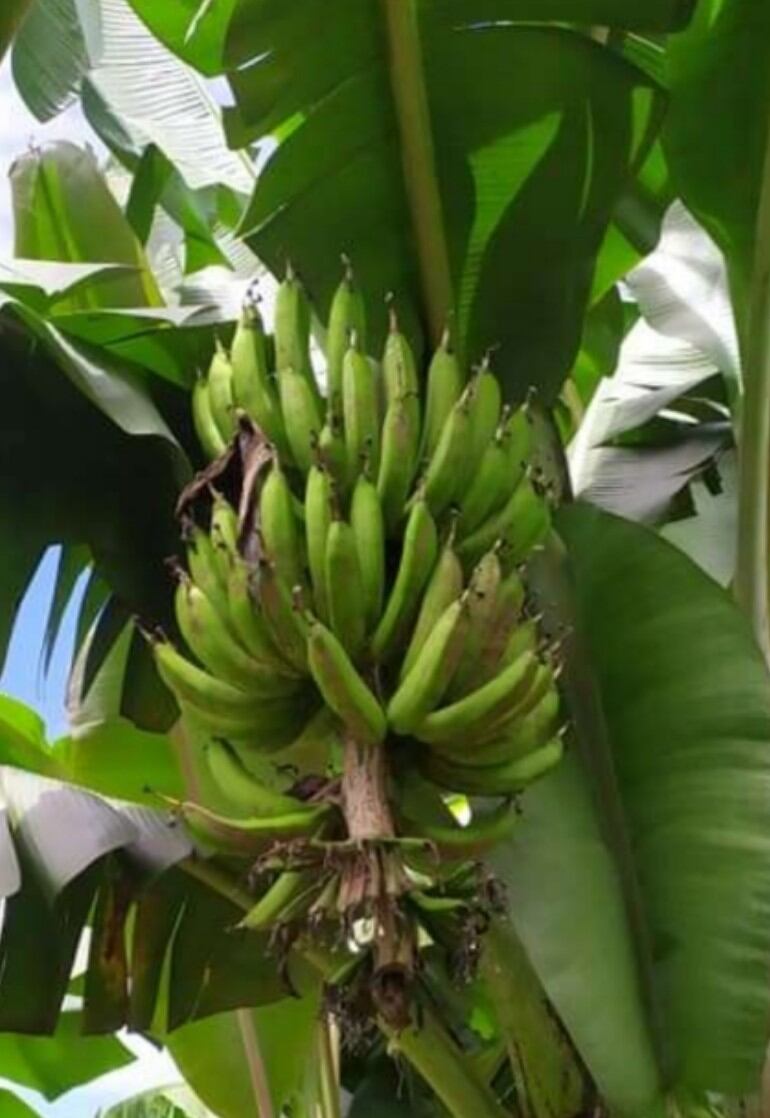 Bibit pisang kayu cokol / kayu lilin / biu ketip tulang | Lazada Indonesia