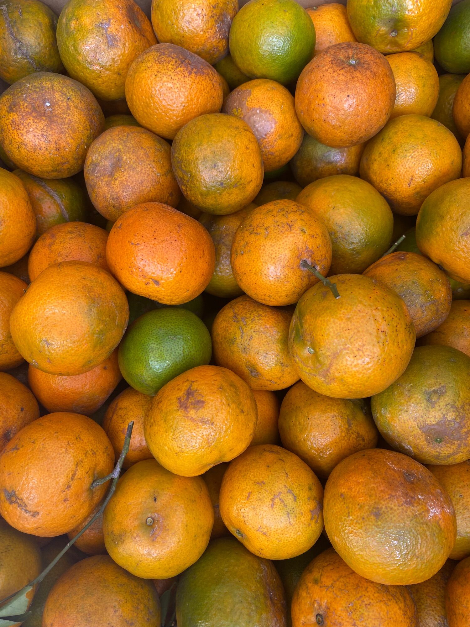 Rezky.id-jeruk keprok 55-jeruk keprok batu 1kg | Lazada Indonesia