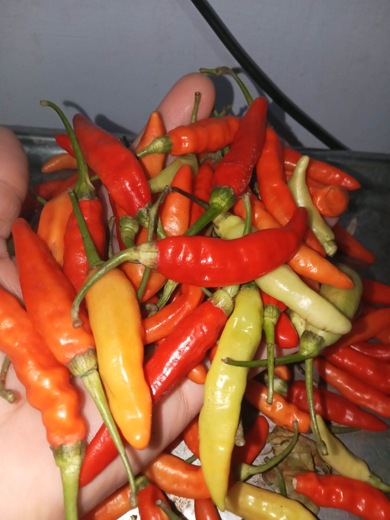 CABE CAPLAK MEDAN 250GRAM | Lazada Indonesia