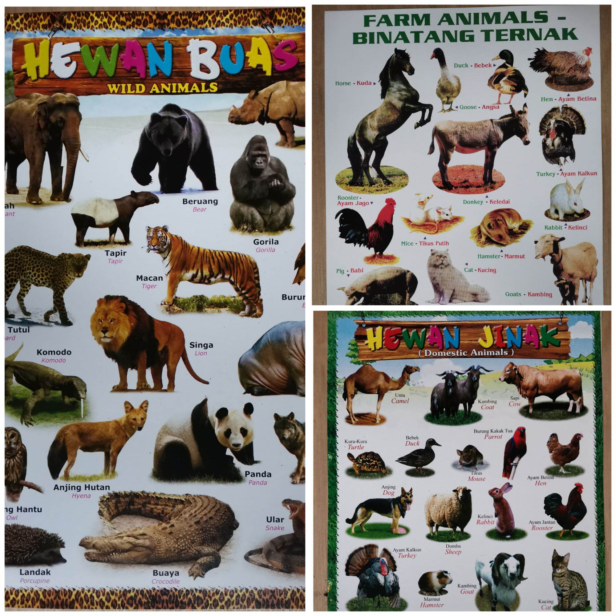 Paket 3 Poster edukasi | hewan buas | hewan jinak | hewan ternak ...