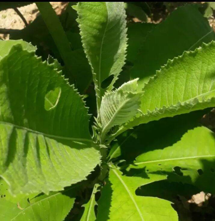 Daun Sembung Penuh Manfaat | Lazada Indonesia
