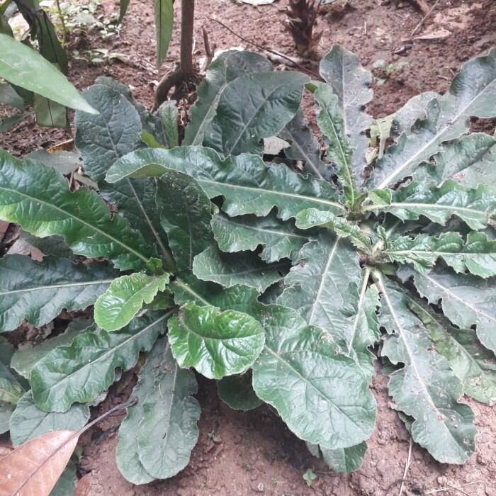 Daun tapak liman | Lazada Indonesia
