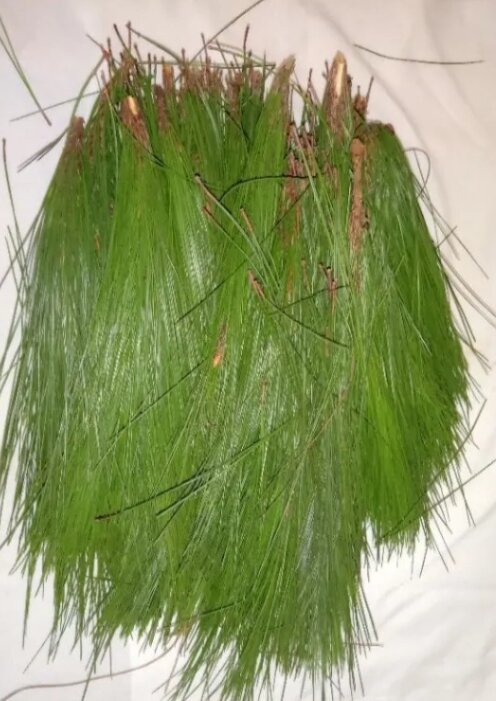 daun pinus muda herbal segar | Lazada Indonesia