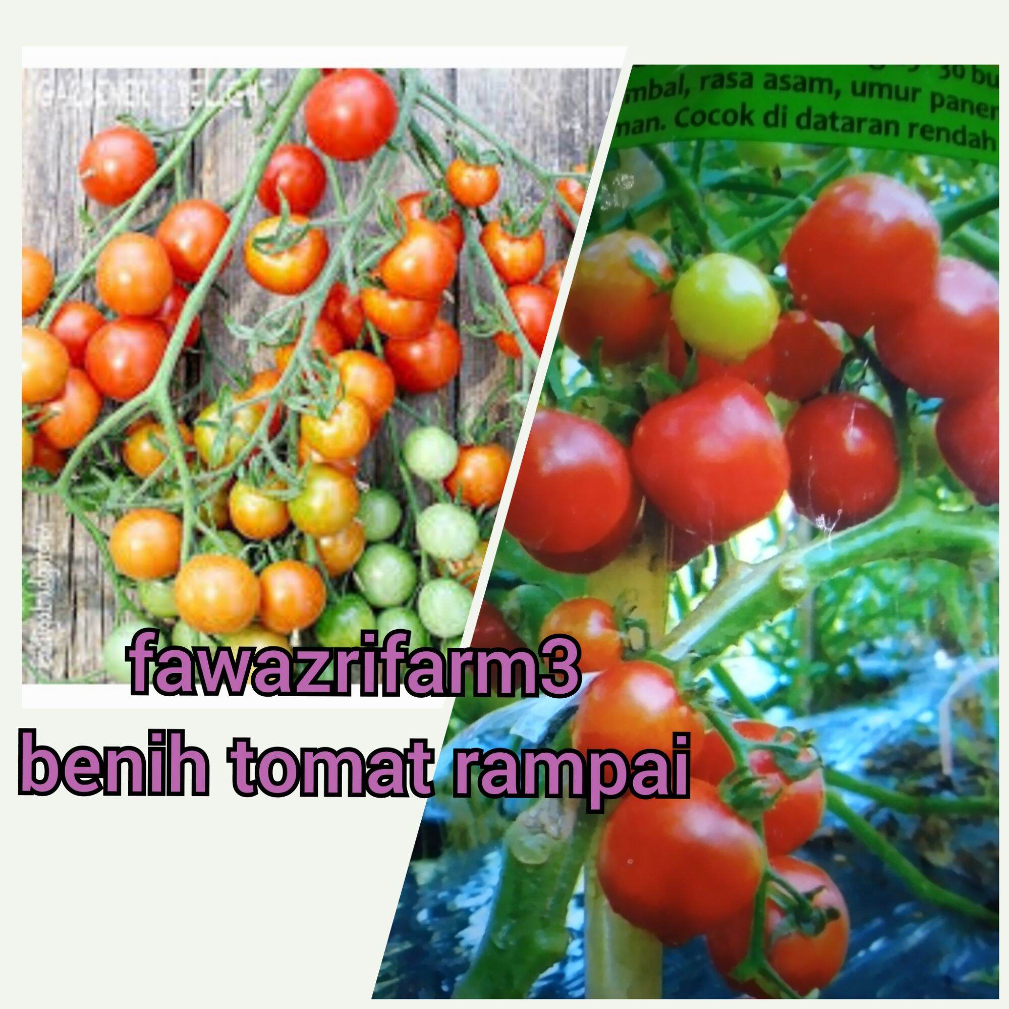 benih tomat rampai 100 biji | Lazada Indonesia