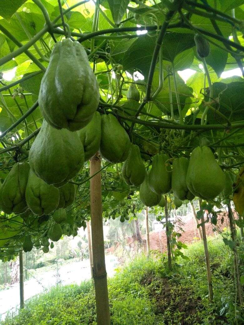 BIBIT BENIG LABU SIAM / LABU JEPANG / GAMBAS / BINIH WALUH SIEM / BIBIT ...