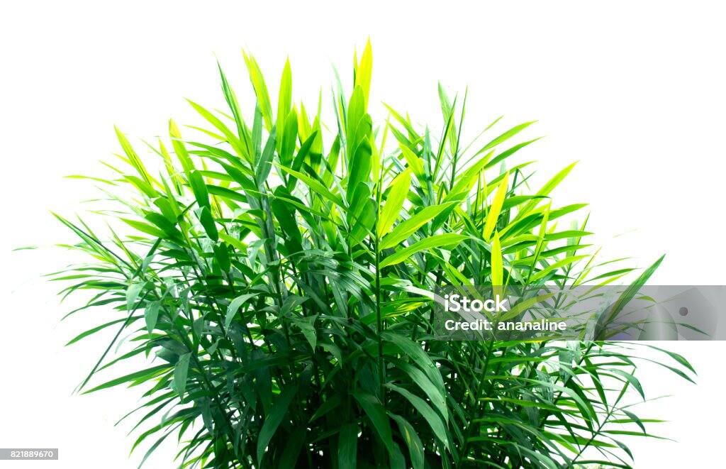 Daun JAHE segar paket 500gram baru petik | Lazada Indonesia