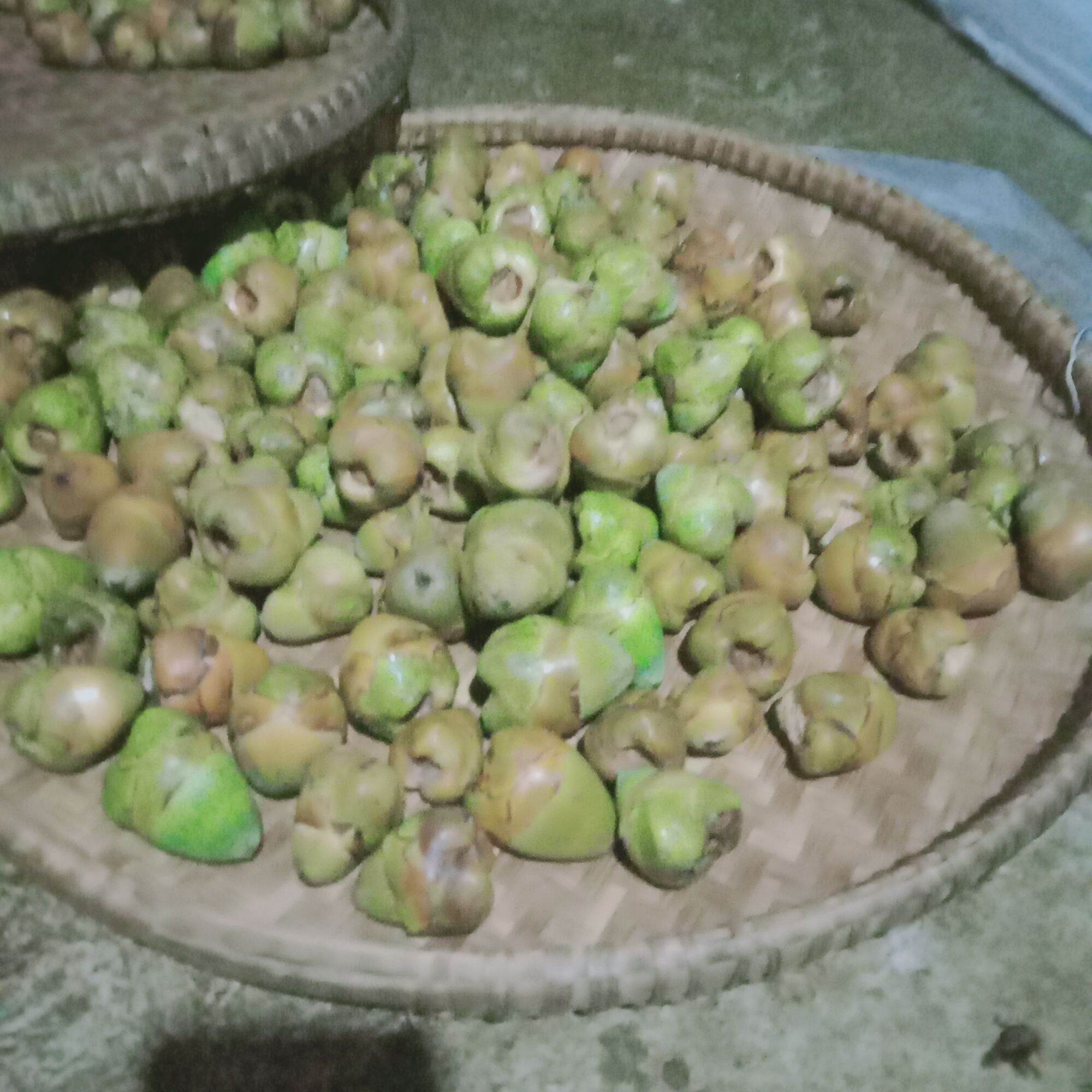 Beluluk Kelapa/Bunga Kelapa | Lazada Indonesia