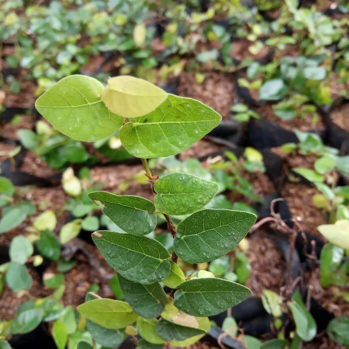 tanaman rambat dolar kecil / pohon dolar daun kecil / dolar | Lazada ...