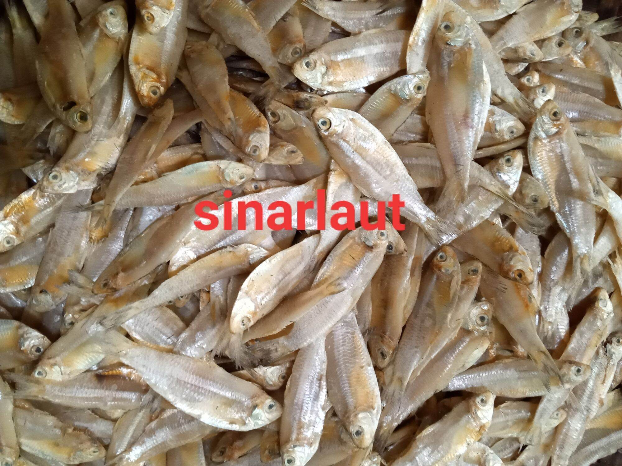 ikan asin LAPAN/kilat tipis kering 500gram/1kg | Lazada Indonesia