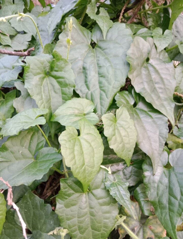 daun sembung rambat/daun balakacida 500g | Lazada Indonesia