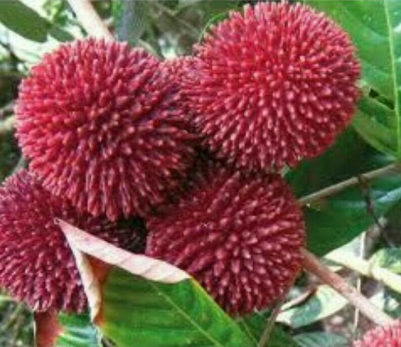 Bibit Buah Langka Rambutan Kapulasan Kalimantan Asli Rasa Buah Manis ...