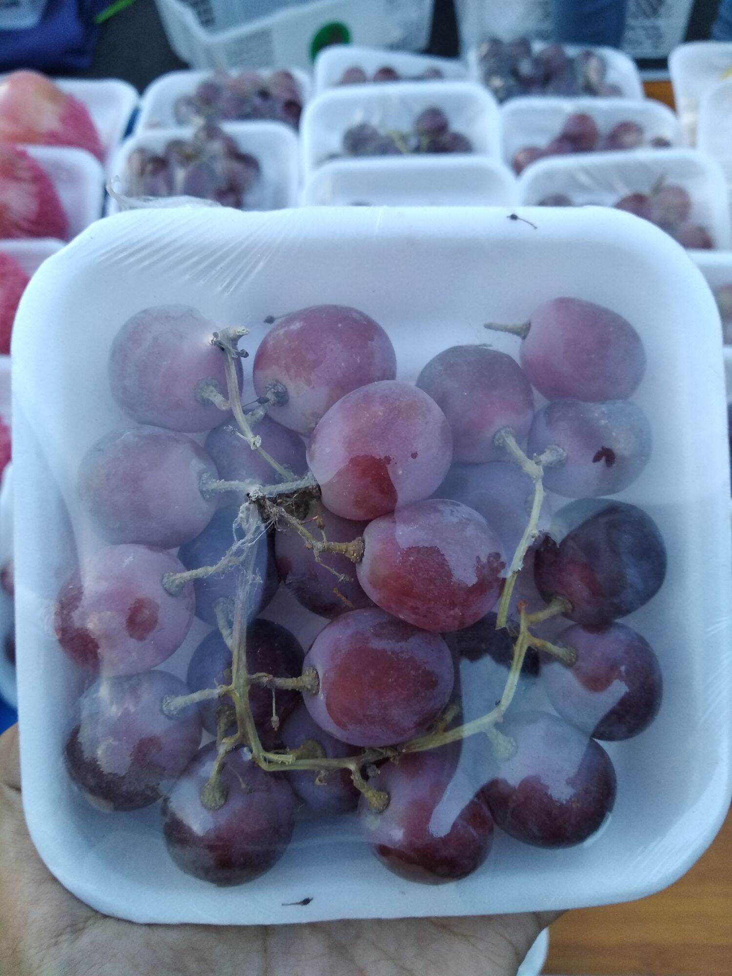 Buah Anggur Merah Manis / Jual Buah Anggur Merah | Lazada Indonesia