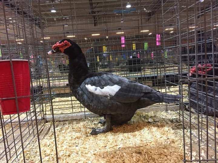 TELUR MENTOK/ENTOK DRAGON JUMBO UNTUK DITETASKAN | Lazada Indonesia