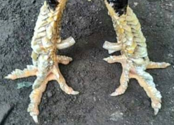 telur ayam sisik buaya | Lazada Indonesia