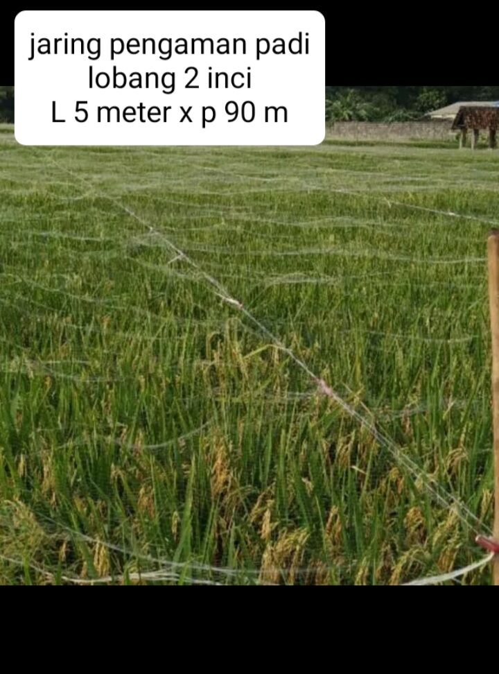 jaring padi sawah lobang 2 inci lebar 5 meter x panjang 90 meter ...