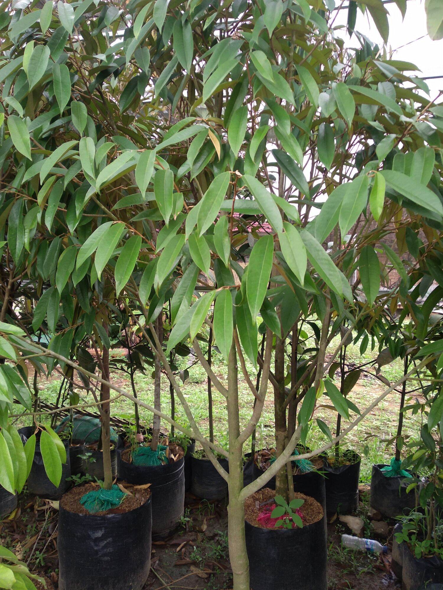 Bibit durian musang king batang besar tinggi 1,5 meter | Lazada Indonesia