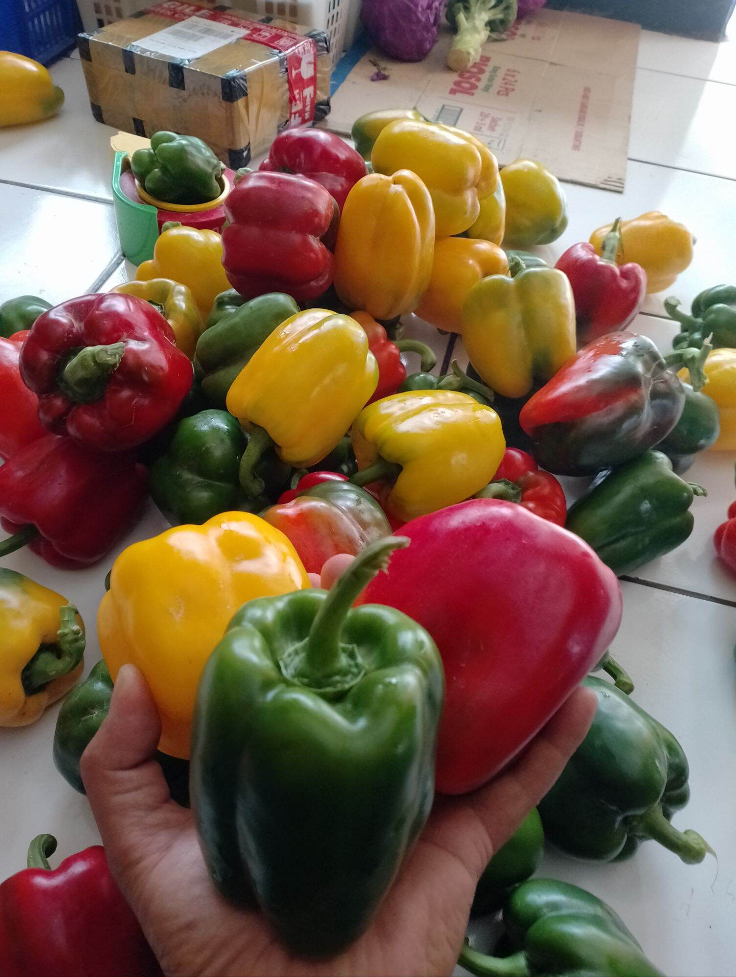 paprika segar fresh 1kg warna campur | Lazada Indonesia
