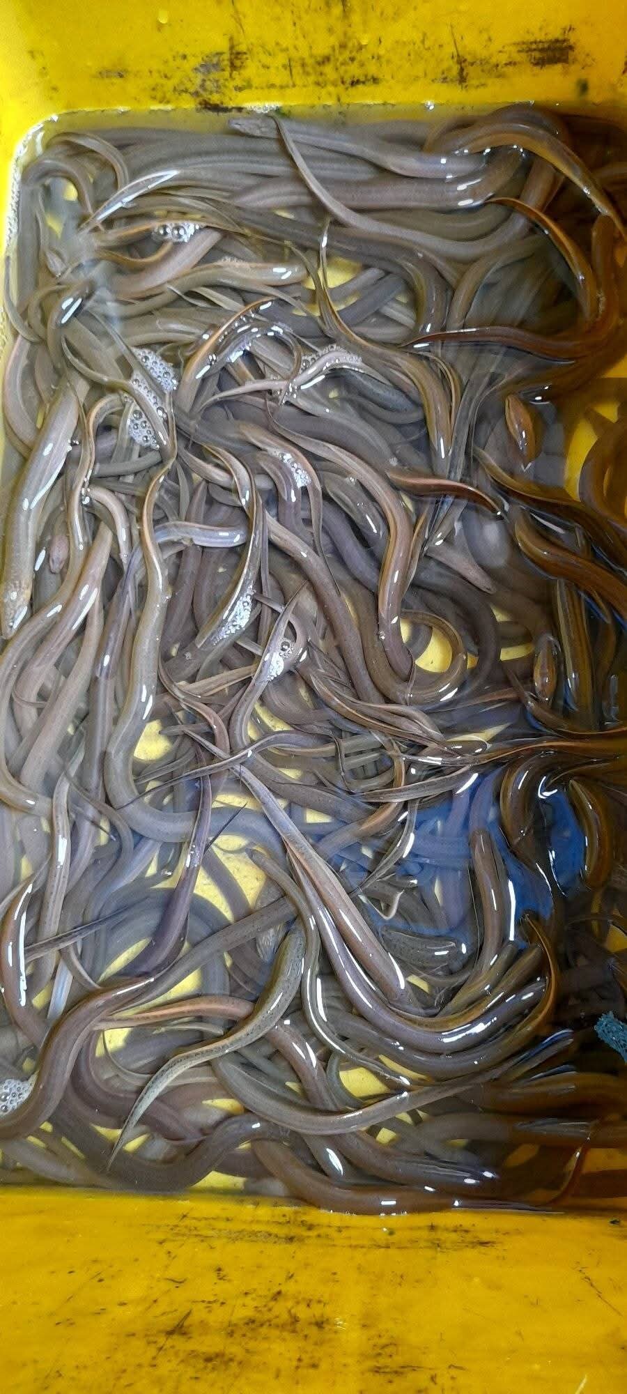 BIBIT BELUT SAWAH HIDUP 1KG | Lazada Indonesia