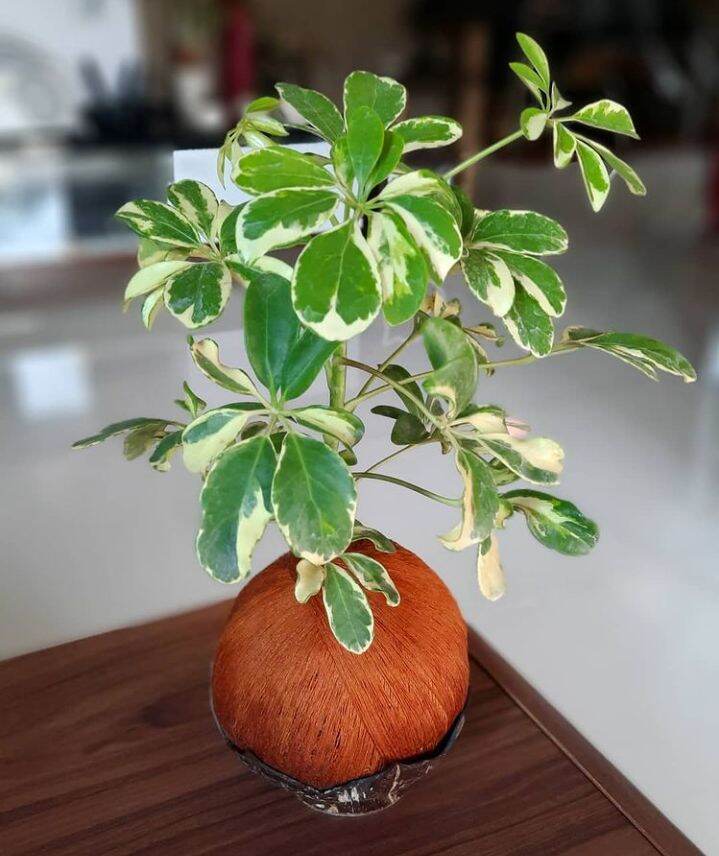 tanaman walisongo varigata kuning | Lazada Indonesia