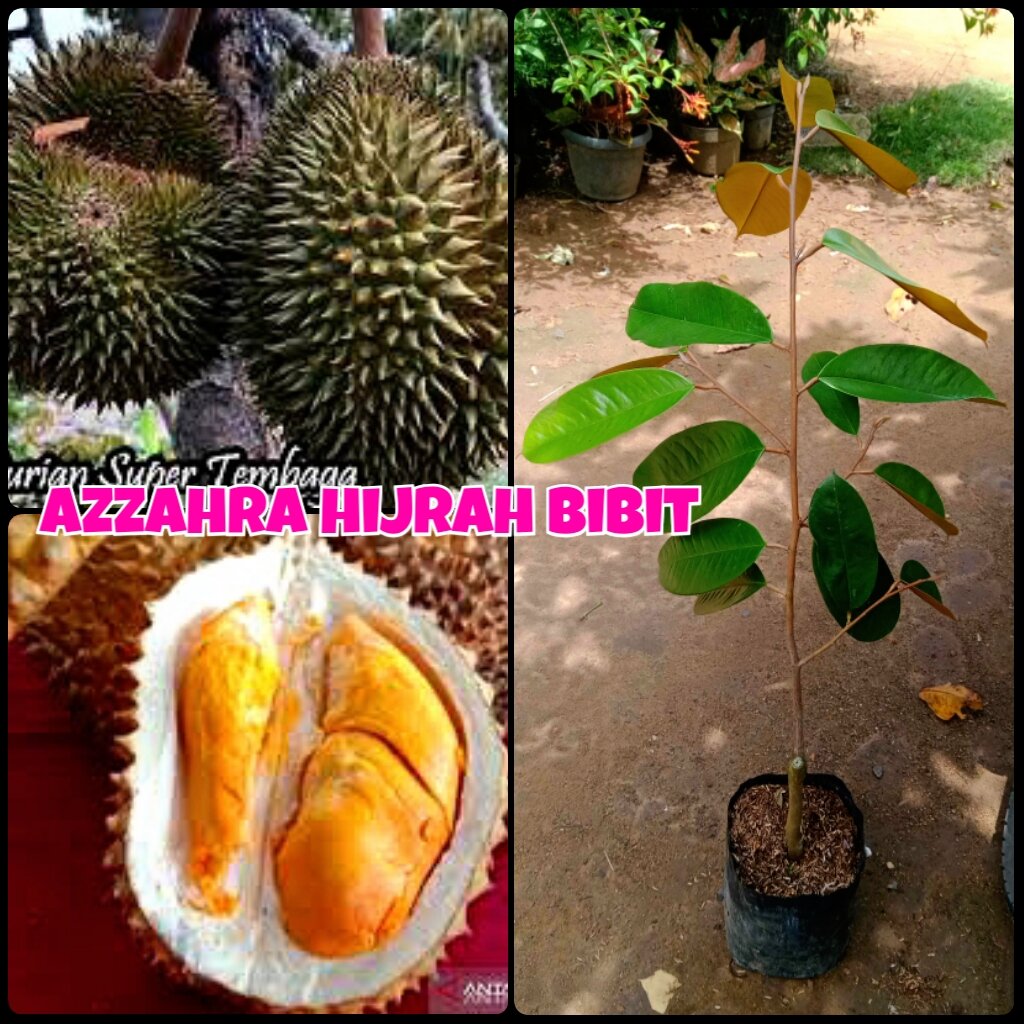 tanaman durian super tembaga | Lazada Indonesia