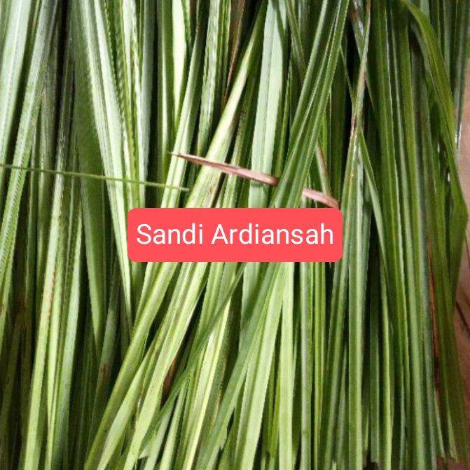 Daun sereh atau serai segar 1 kg | Lazada Indonesia