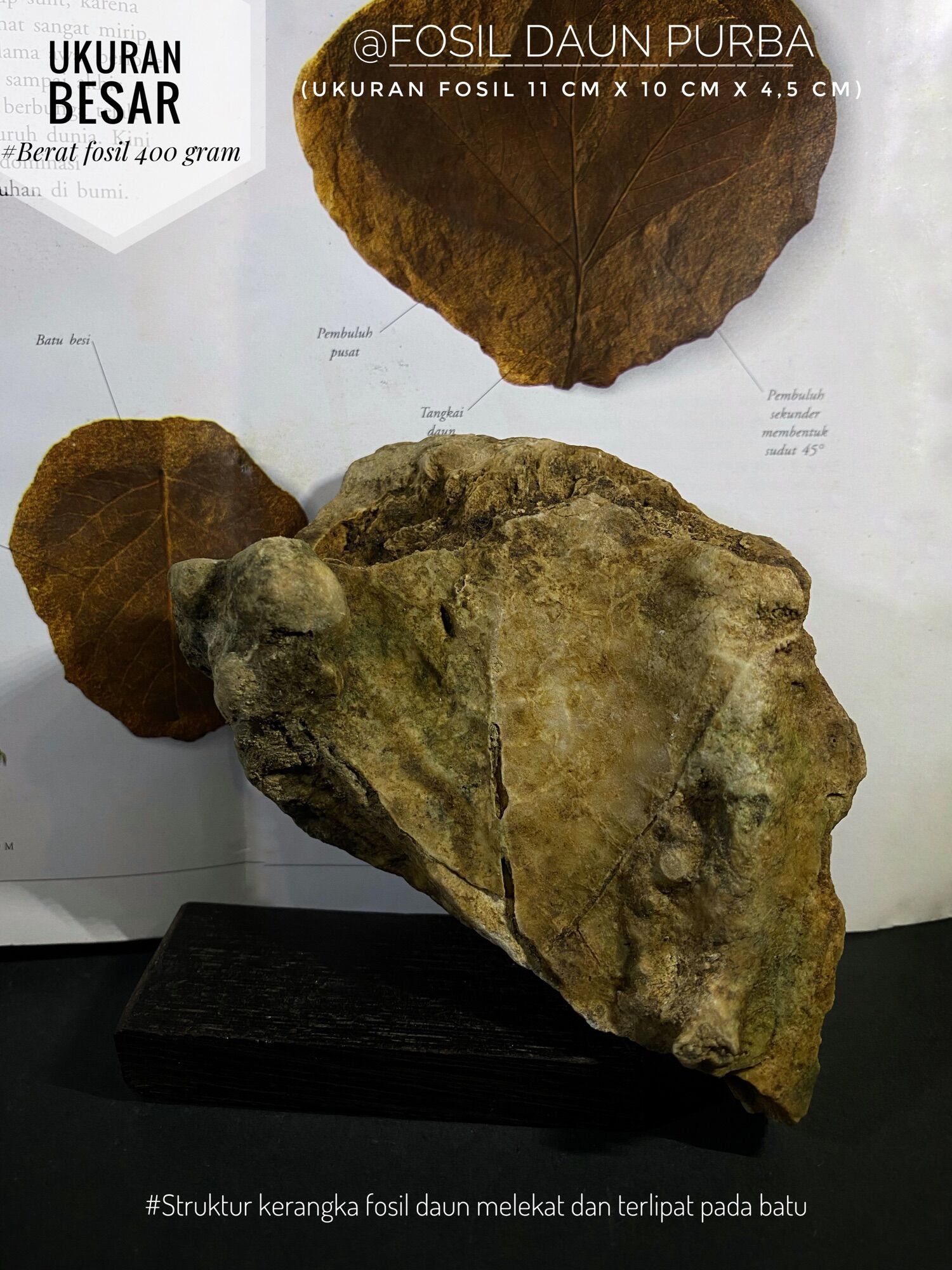 Fosil Daun Purba E1 atau Fosil Tumbuhan atau Fosil Tanaman Paleozoic ...