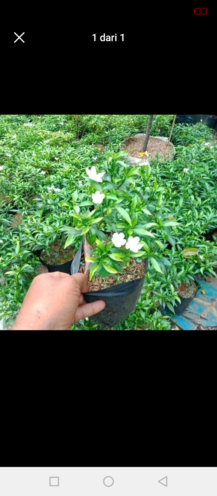 tanaman bunga rembosa putih | Lazada Indonesia