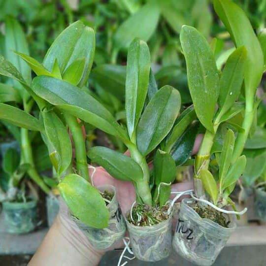 Anggrek Dendrobium Pra Remaja Hidup Murah ber id Bulat | Lazada Indonesia