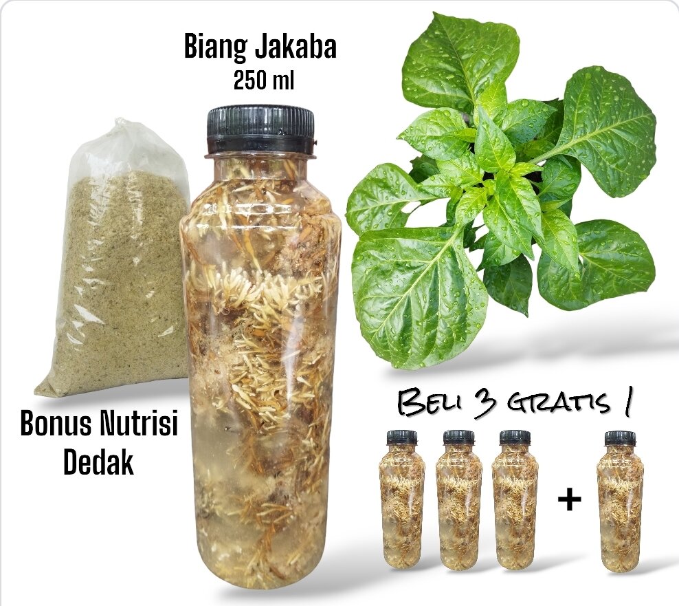 Jamur Jakaba/Biang Jakaba/Pupuk Organik Cair/Obat Anti Layu Fusarium ...