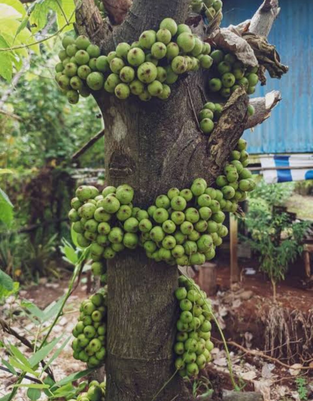 buah loa. dan stekan pohon loa. buat bahan bonsai ukuran mulai dari 25 ...