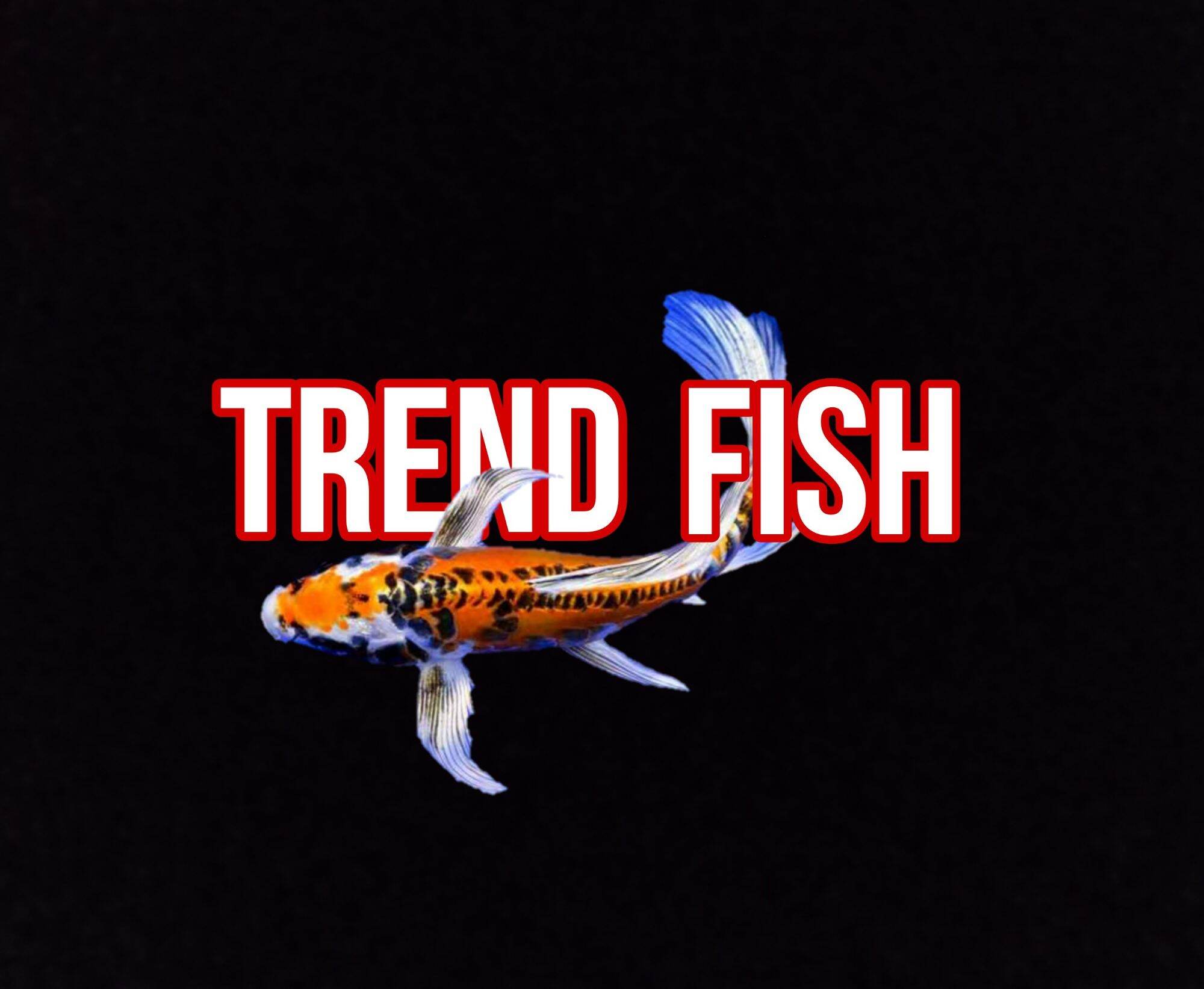 Toko Resmi TREND-FISH Online | Lazada.co.id