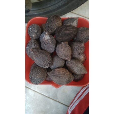 BIJI BUAH PALEM BAHAN KERAJINAN TANGAN | Lazada Indonesia