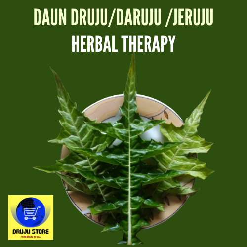 daun druju jeruju deruju daruju perlembar | Lazada Indonesia
