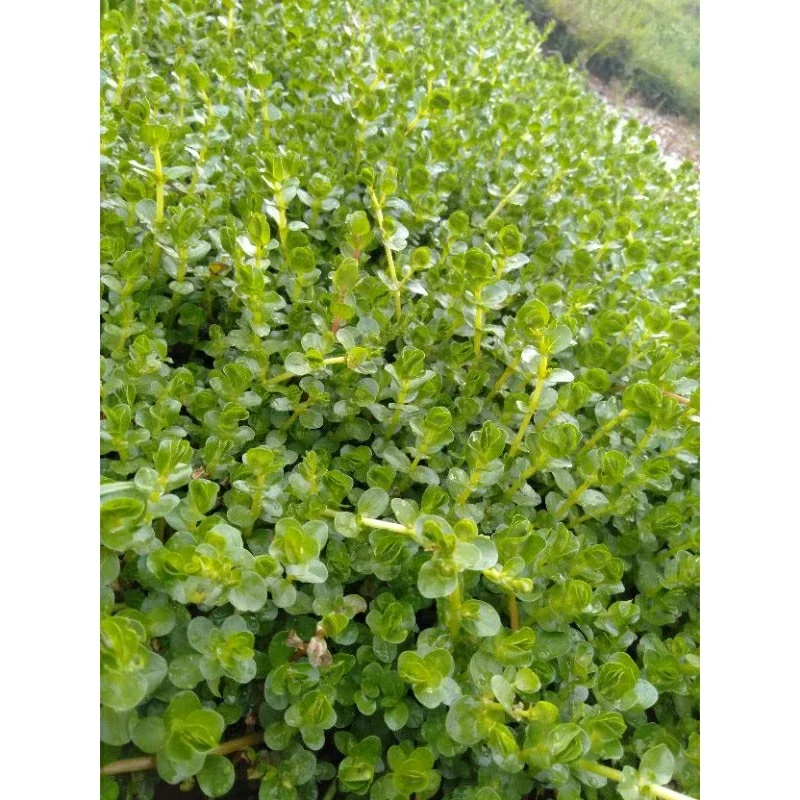 Rotala sp green tanaman aquascape aquarium | Lazada Indonesia
