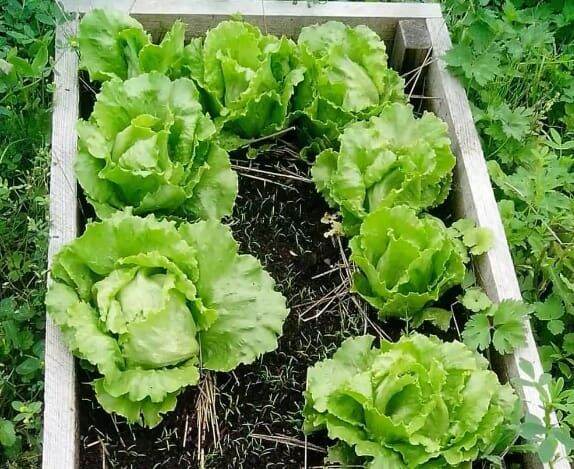100 BUTIR BIJI/BENIH SELADA HEAD LETTUCE | Lazada Indonesia