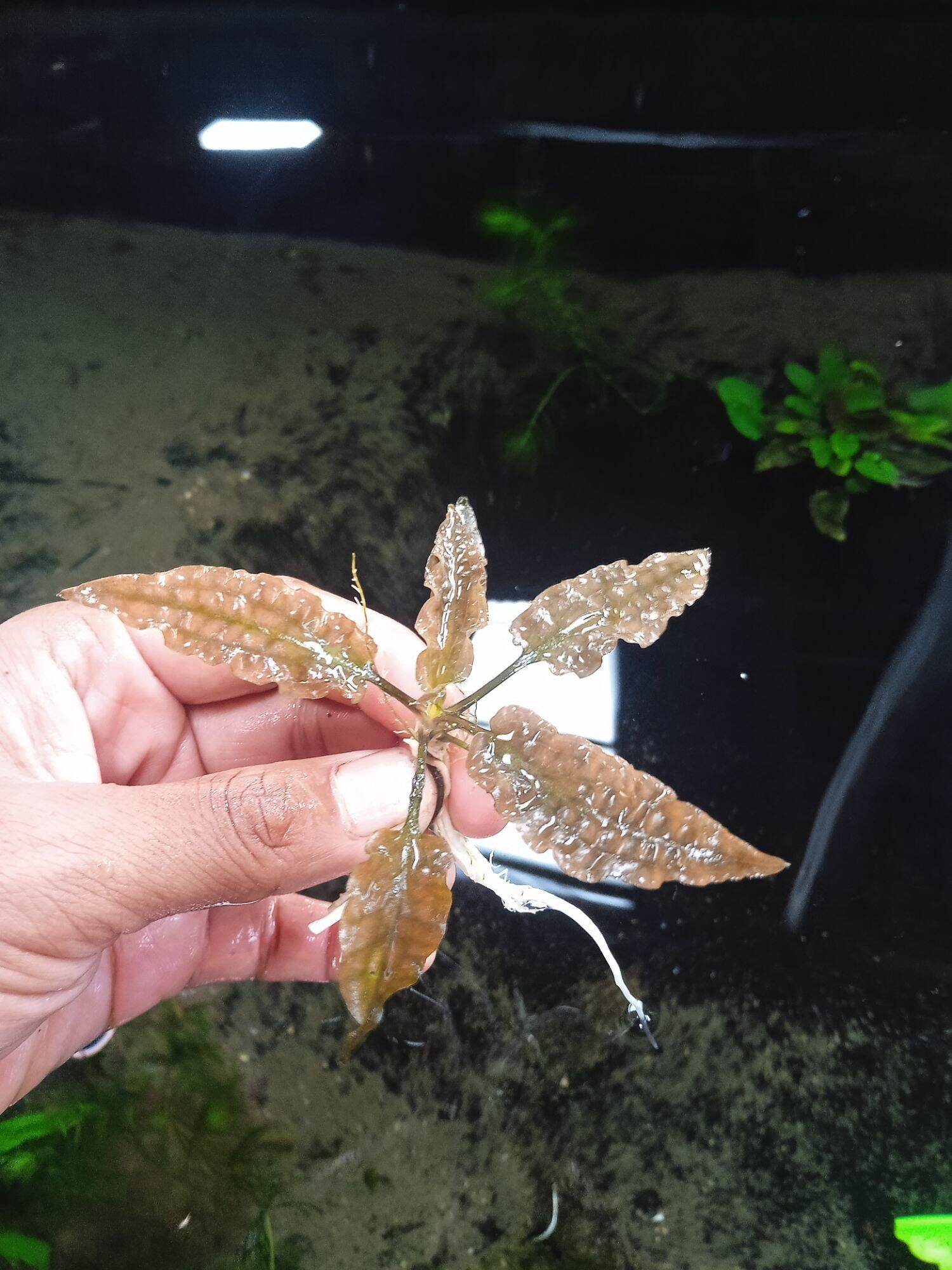 cryptocoryne florida sunset tanaman aquascape | Lazada Indonesia