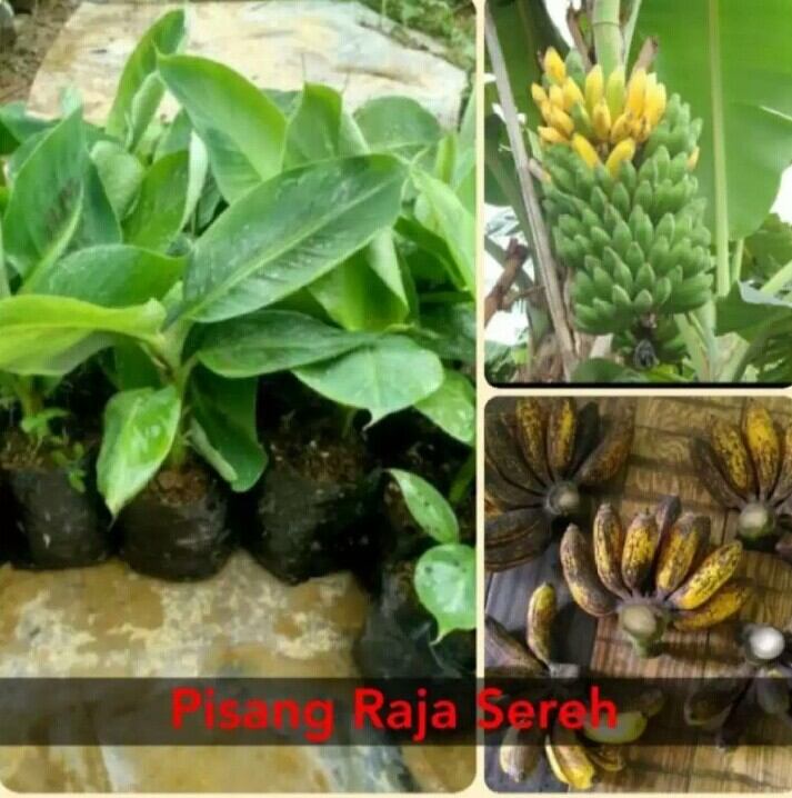 bibit pohon pisang raja sereh | Lazada Indonesia