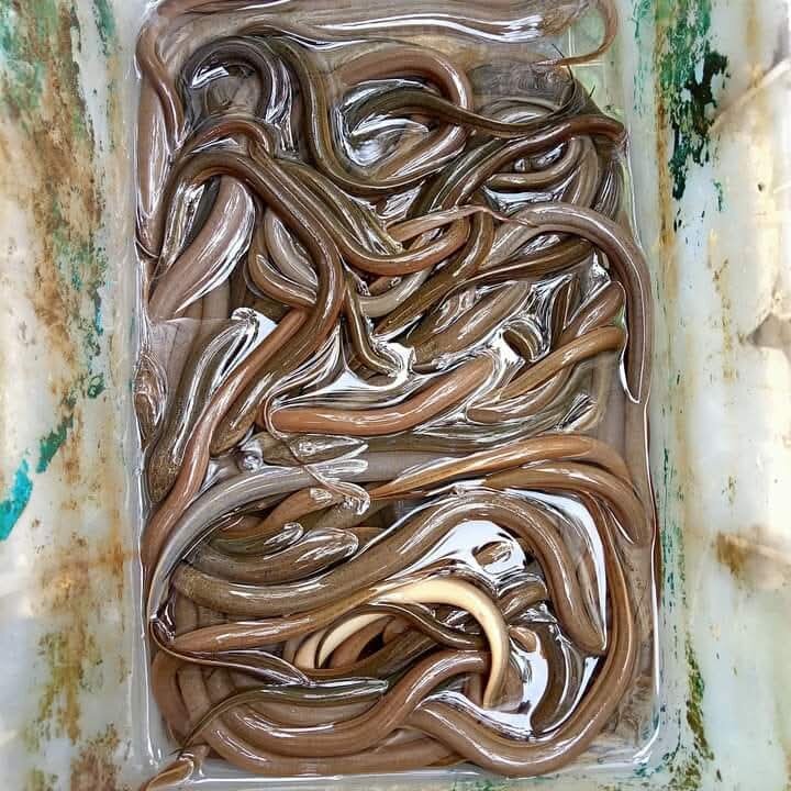 BIBIT BELUT SAWAH HIDUP 1KG | Lazada Indonesia