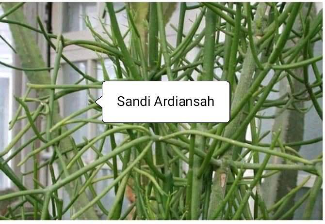 Daun patah tulang segar atau kayu urip per 1 kg | Lazada Indonesia