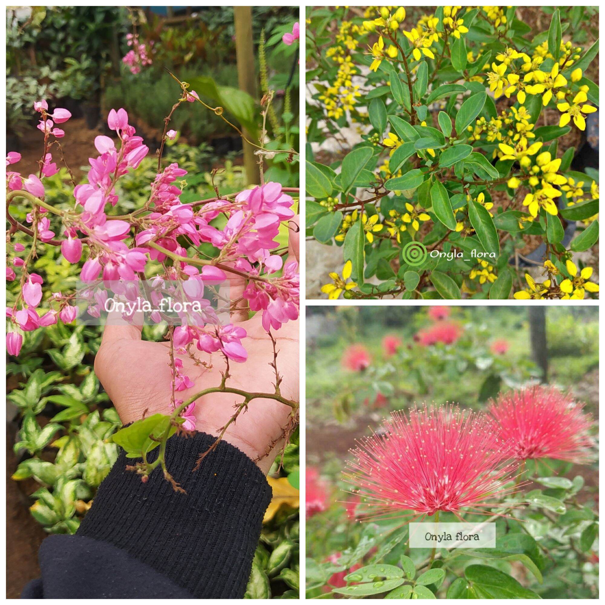 Paket 3 bunga vegetasi lebah klanceng,trigona,kelulut - paket hemat ...