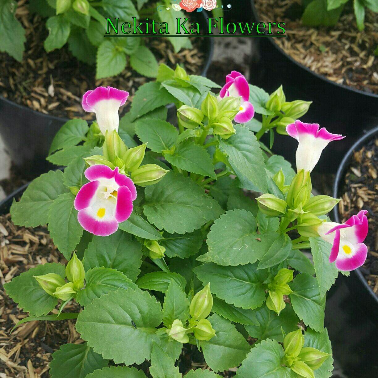 Tanaman Hias # Teronia bunga ping | Lazada Indonesia