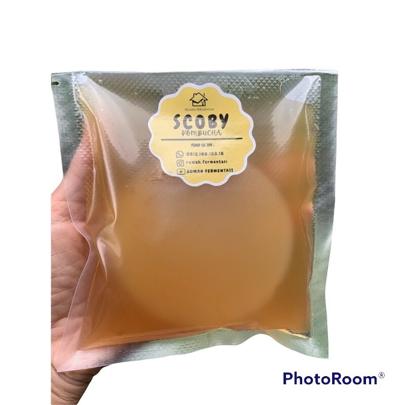 Scoby kombucha /Jamur Dipo / Bibit Kombucha | Lazada Indonesia