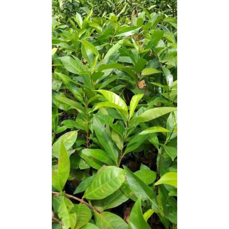 TANAMAN DAUN SALAM | Lazada Indonesia