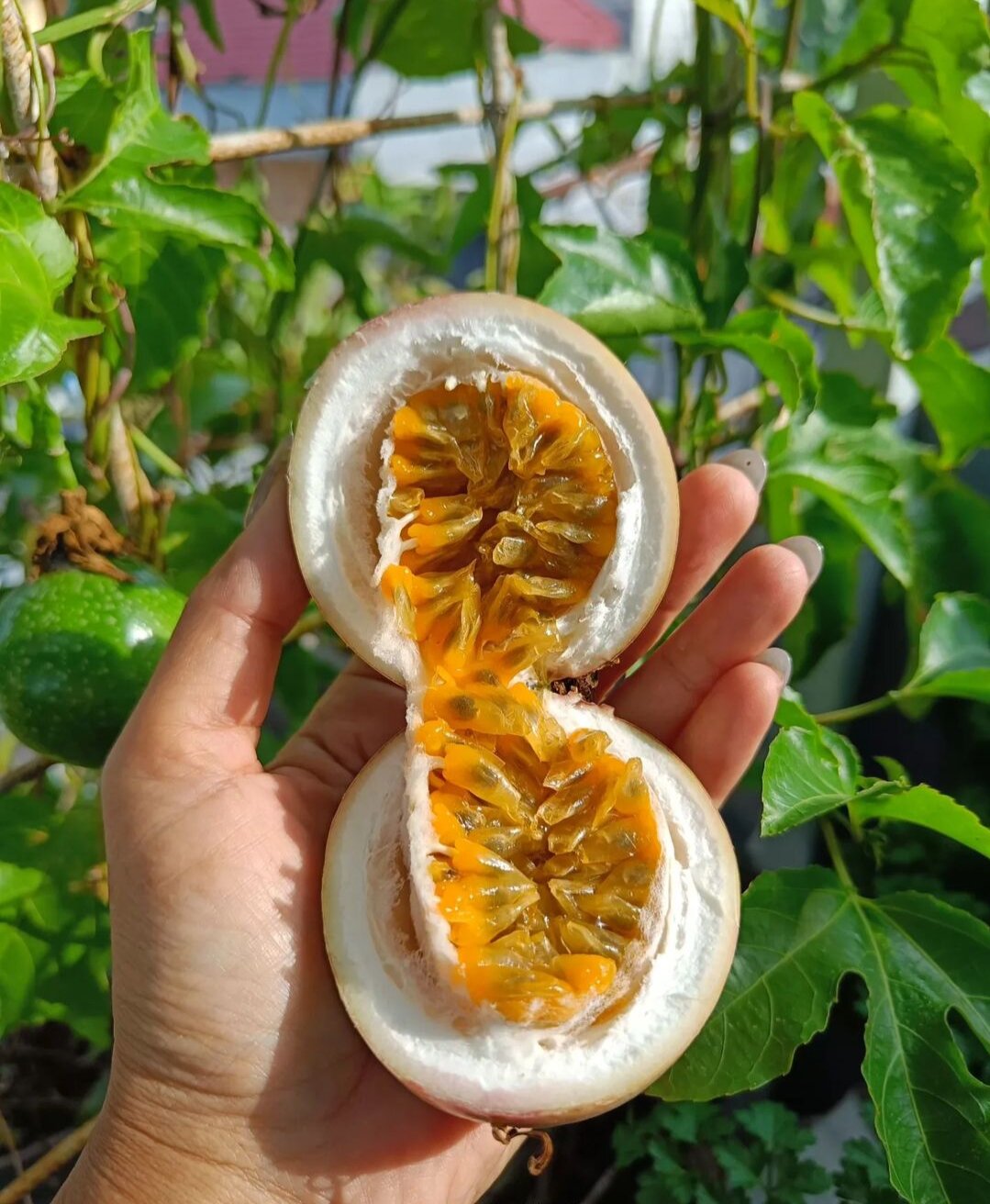 Buah markisa atau buah saprola segar 1 kg | Lazada Indonesia